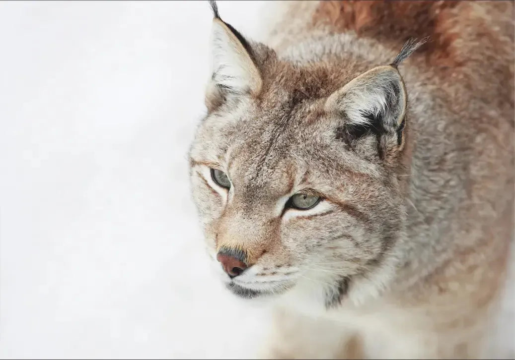 Ilves-joulukortti